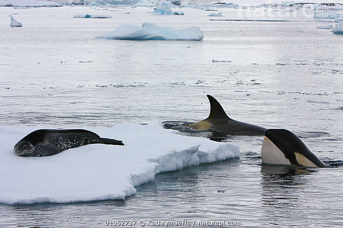Stock photo of Southern Type B Killer whales (Orcinus orca) hunting ...