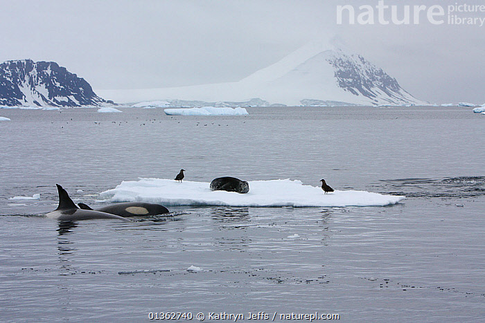 Stock photo of Southern Type B Killer whales (Orcinus orca) hunting ...