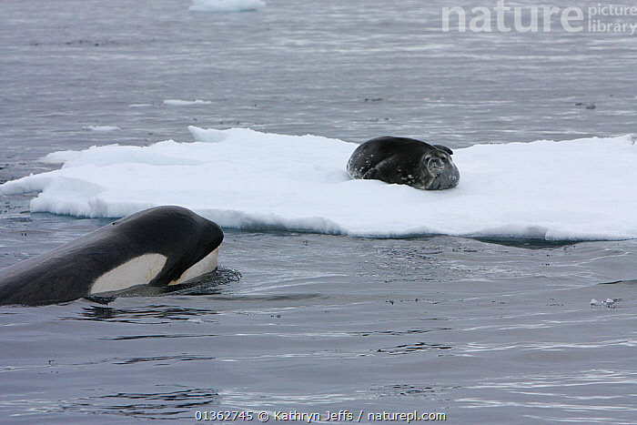 Stock photo of Southern Type B Killer whales (Orcinus orca) hunting ...