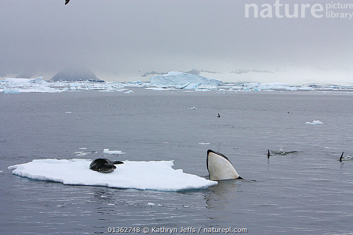 Stock photo of Southern Type B Killer whales (Orcinus orca) hunting ...