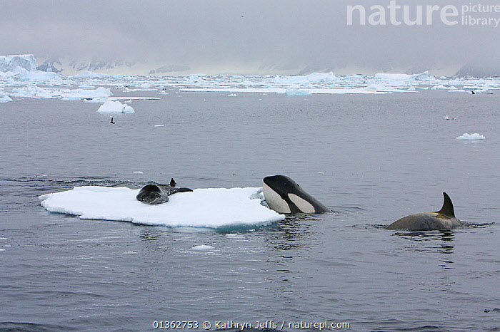 Stock photo of Southern Type B Killer whales (Orcinus orca) hunting ...