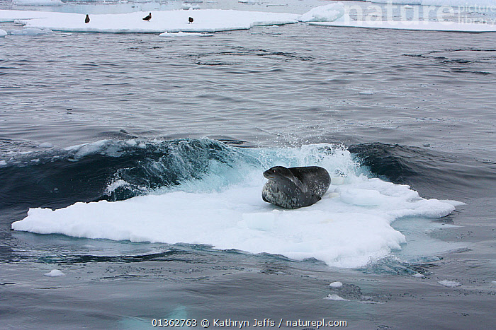 Stock photo of Southern Type B Killer whales (Orcinus orca) hunting ...