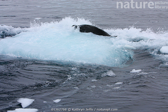 Stock photo of Southern Type B Killer whales (Orcinus orca) hunting ...