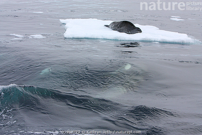 Stock photo of Southern Type B Killer whales (Orcinus orca) hunting ...