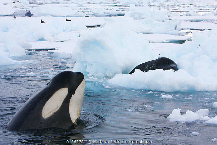 Stock photo of Southern Type B Killer whales (Orcinus orca) hunting ...