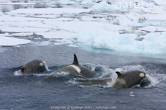 Stock photo of Southern Type B Killer whales (Orcinus orca) hunting ...