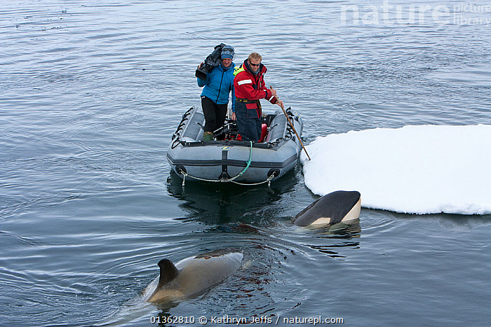 Stock photo of Filming Southern Type B Killer whales (Orcinus orca) in ...
