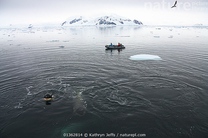 Stock photo of Filming Southern Type B Killer whales (Orcinus orca) in ...