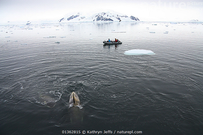 Stock photo of Filming Southern Type B Killer whales (Orcinus orca) in ...