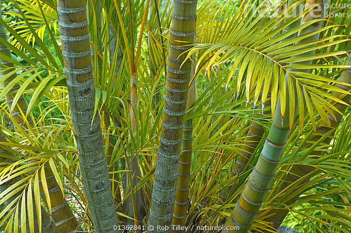 Stock photo of Areca Palm (Palmae) leaves and trunks. Maui, Hawaii ...
