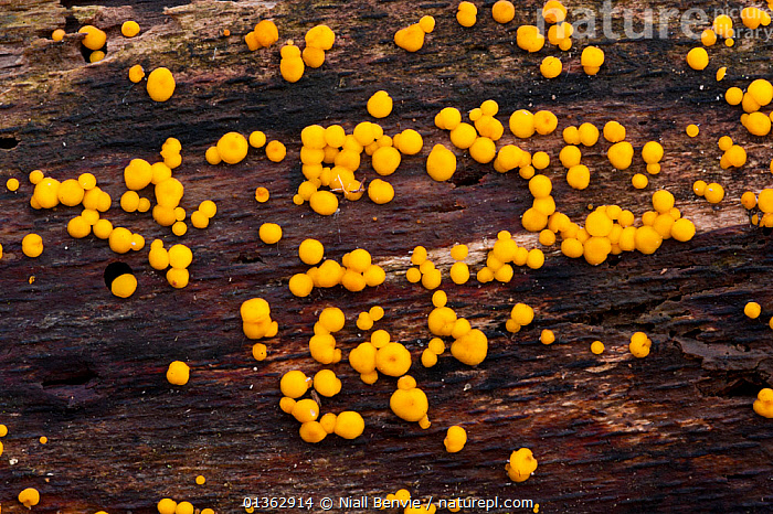 Stock photo of Coral spot fungus (Nectria sp) growing on rotting tree ...