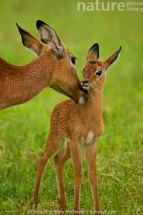 Stock photo of Impala (Aepyceros melampus) mother grooming her newborn ...