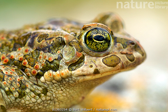 Stock photo of Balearic Green Toad (Pseudepidalea balearica / Bufo ...