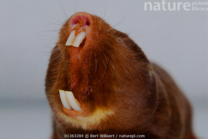 Stock photo of Mole Rat (Fukomys micklemi) baring its teeth in a threat posture. Belgium ...