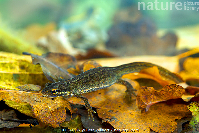 Stock photo of Female Smooth Newt (Lissotriton / Triturus vulgaris) in ...