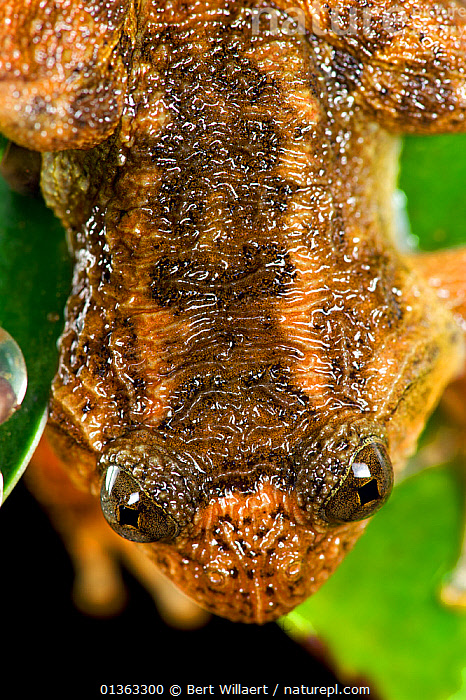 Stock photo of Male Humayun's Wrinkled Frog (Nyctibatrachus humayuni ...