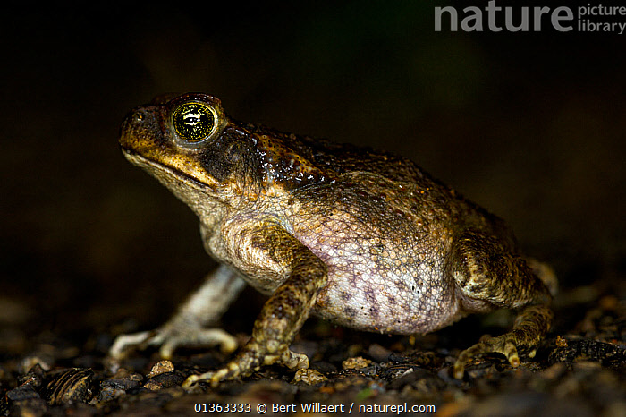 Stock photo of Cane / Giant Marine Toad (Rhinella marina / Bufo marinus ...