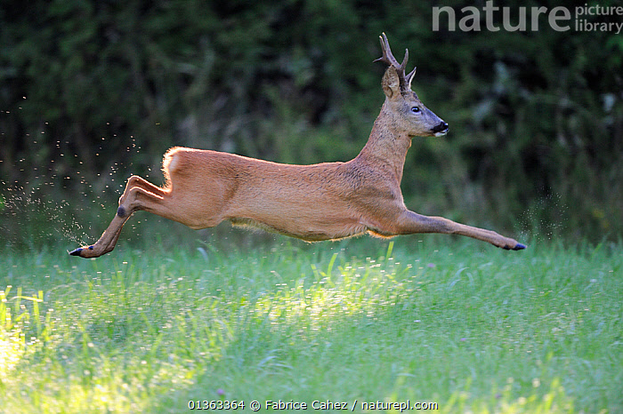 Stock photo of Roe deer (Capreolus capreolus) stag leaping, Vosges ...