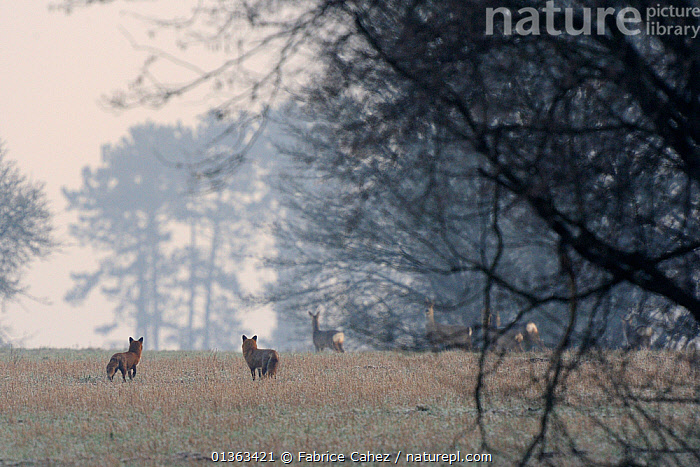 Stock photo of Two Red foxes (Vulpes vulpes) watching Roe deer ...