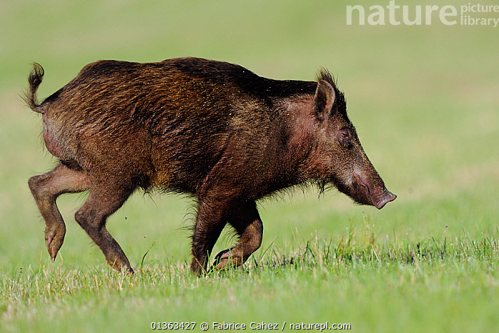 Stock photo of Wild boar / Domestic pig hybrid (Sus scrofa) running ...