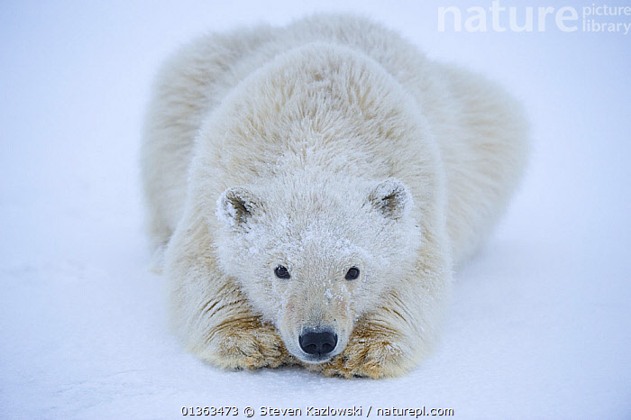 Stock photo of Polar bear (Ursus maritimus) spring cub resting on newly ...