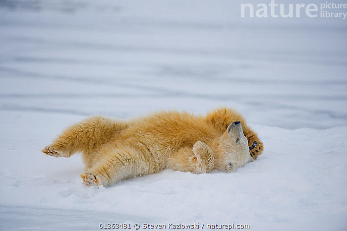Stock photo of Polar bear (Ursus maritimus) spring cub playfully rolls ...