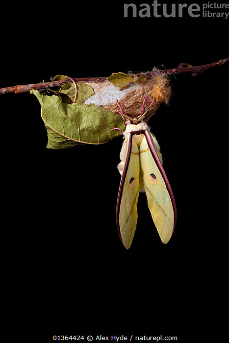 Stock photo of Indian moon / Indian luna moth (Actias selene) emerging ...