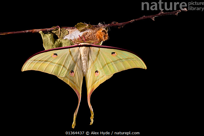 Stock photo of Indian moon / Indian luna moth (Actias selene) emerging ...