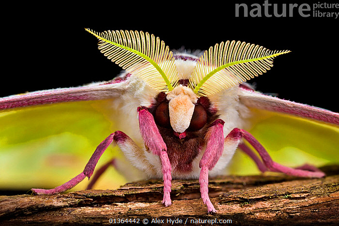 African Moon Moth Face