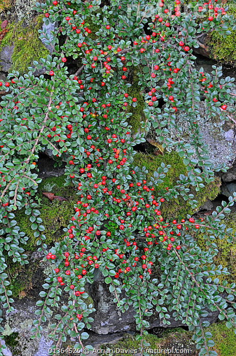 Stock photo of Wild Cotoneaster (Cotoneaster integerrimus) growing in ...