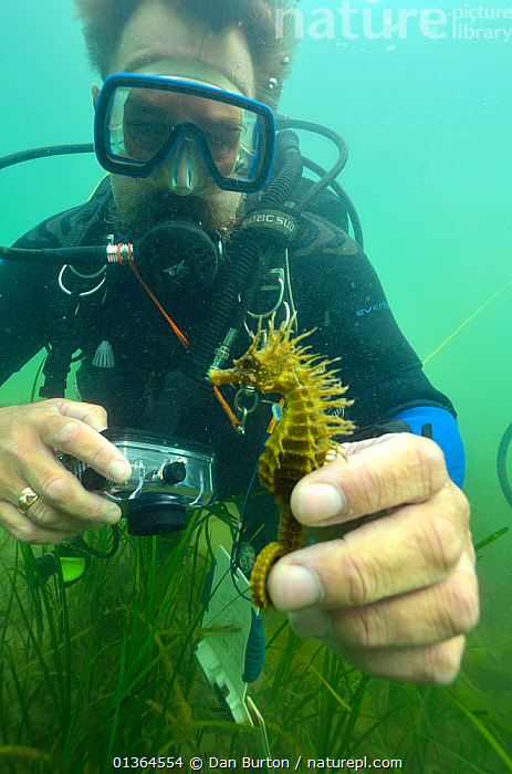 Stock photo of Neil Garrick-Maidment from the Seahorse Trust tagging a ...