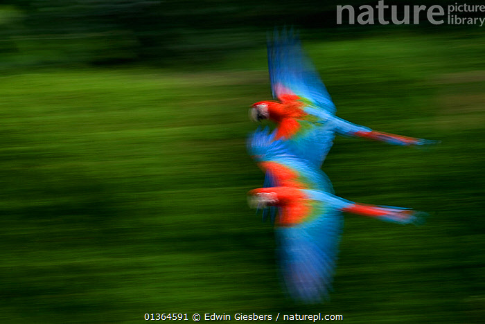 Stock photo of Two Scarlet macaws (Ara macao) flying, captive ...