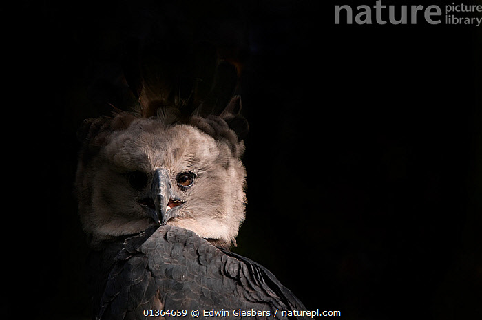Stock photo of Female Harpy eagle (Harpia harpya) portrait, captive ...