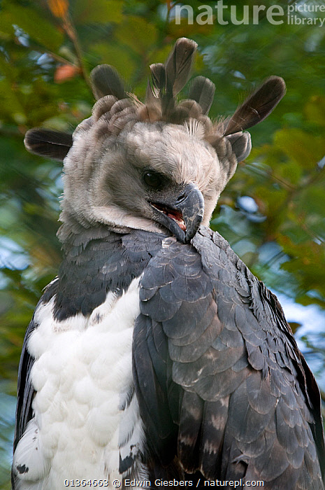 Stock photo of Female Harpy eagle (Harpia harpya) portrait, captive ...