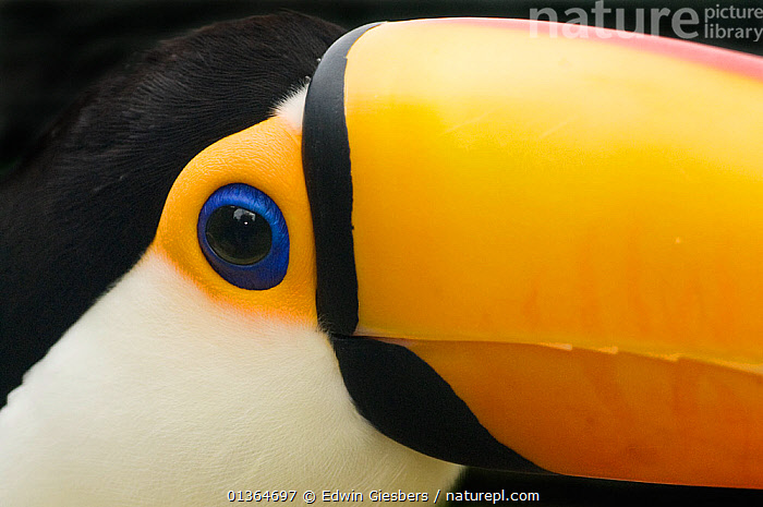 Stock photo of Toco toucan (Ramphastos toco) head close-up, captive ...