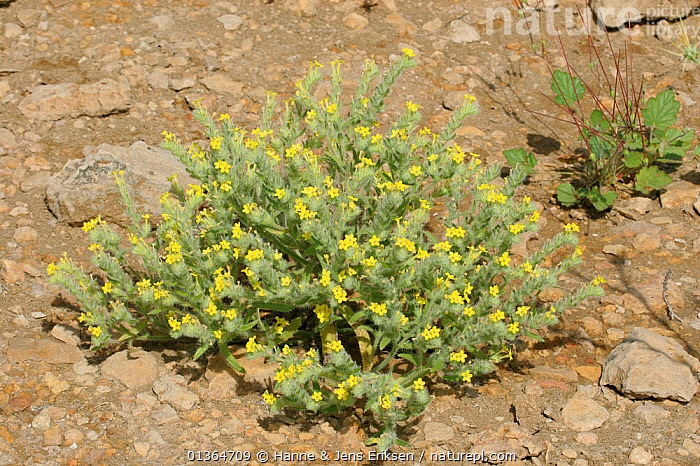 Stock photo of Arabian primrose (Arnebia hispidissima) flowering, Oman ...
