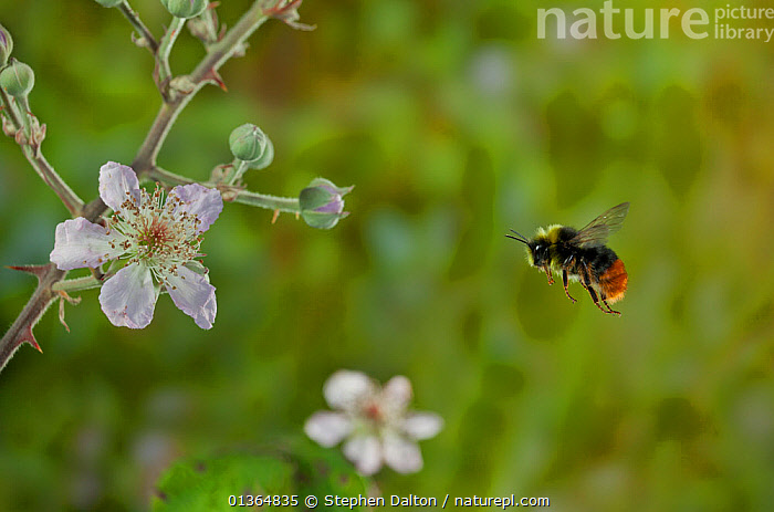 Stock photo of Early bumblebee (Bombus pratorum) flying to bramble ...