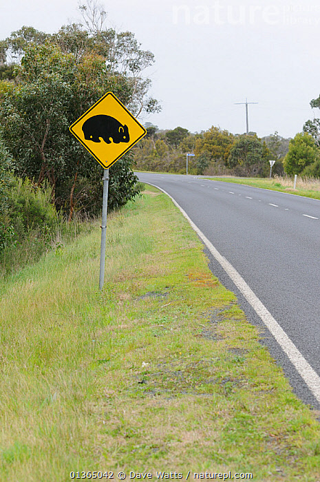 Stock photo of Wombat crossing road warning sign, Southern Australia ...