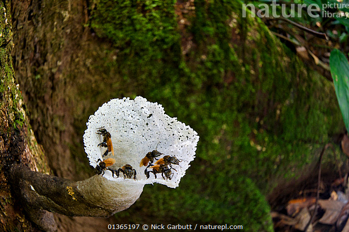 Stock photo of Stingless Bees (Trigona sp., Apidae: Meliponini ...