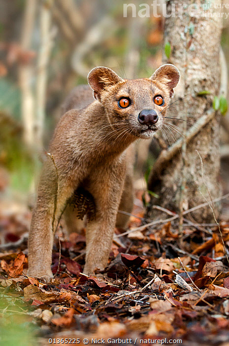Stock photo of Adult Fossa (Crytoprocta ferox) female on deciduous ...