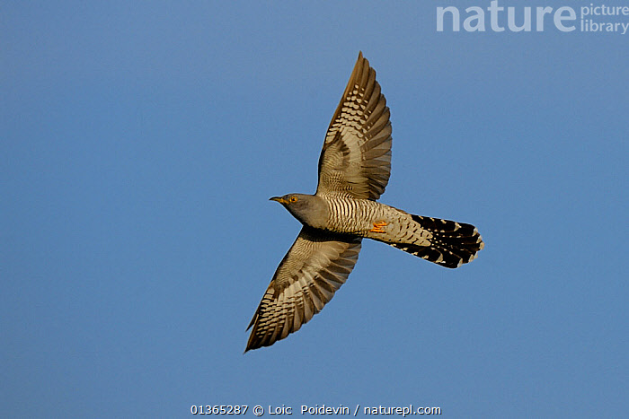 Stock photo of European Cuckoo (Cuculus canorus) in flight showing ...