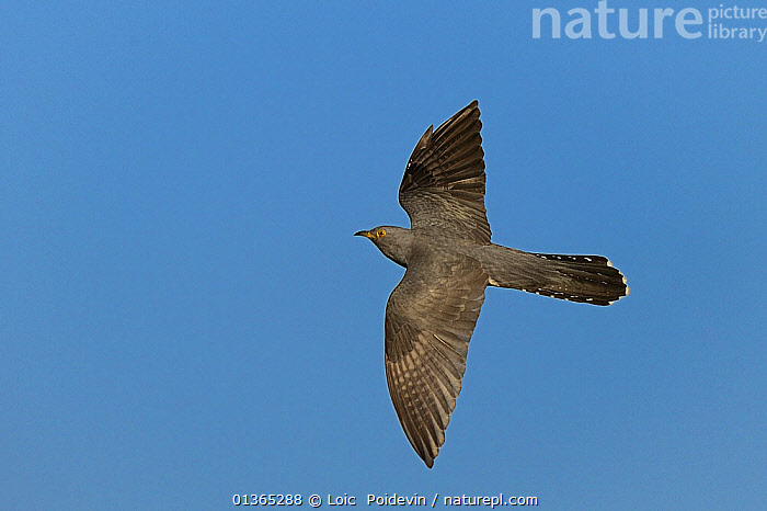 Stock photo of European Cuckoo (Cuculus canorus) in flight. Marais ...