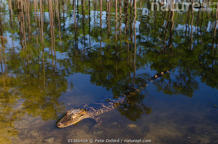 Stock photo of American alligator (Alligator mississippiensis) in ...