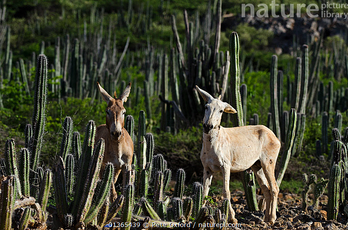 Stock photo of Feral Donkey or Ass (Equus africanus asinus) in cactus ...