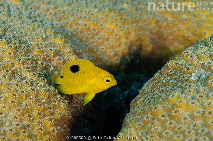 Stock photo of Three spot damselfish, juvenile (Stegastes / Pomacentrus ...