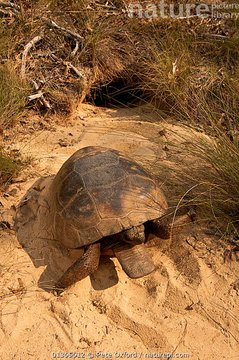 Stock photo of Florida gopher tortoise (Gopherus polyphemus) male at ...