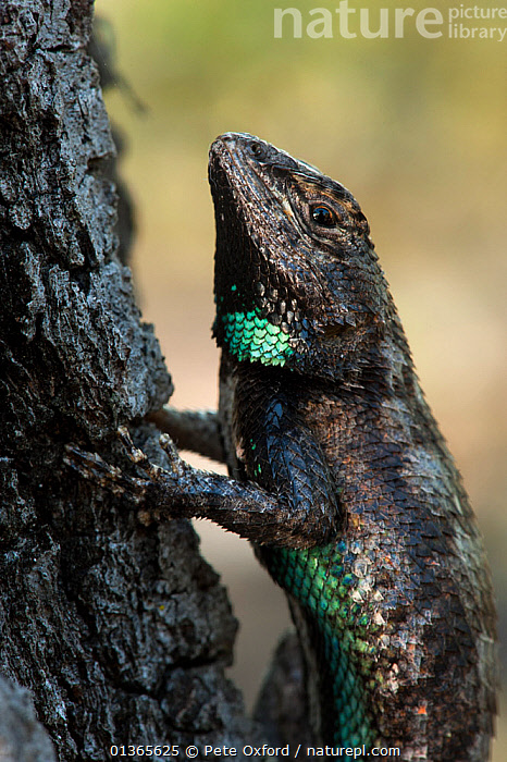 Stock photo of Eastern / Southern fence lizard (Sceloporus undulatus ...