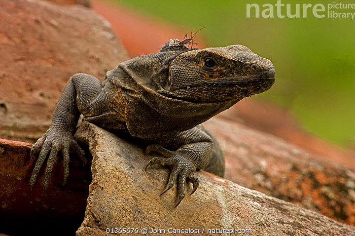 Stock photo of Spiny-tailed / Common Iguana (Ctenosaura similis) with ...