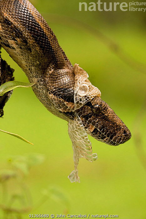 Stock photo of Boa Constrictor (Boa constrictor) shedding skin from ...