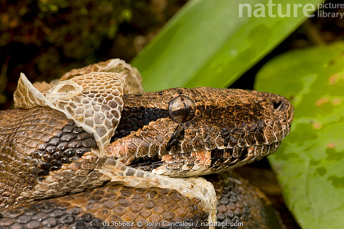 Stock photo of Boa Constrictor (Boa constrictor) shedding skin from ...